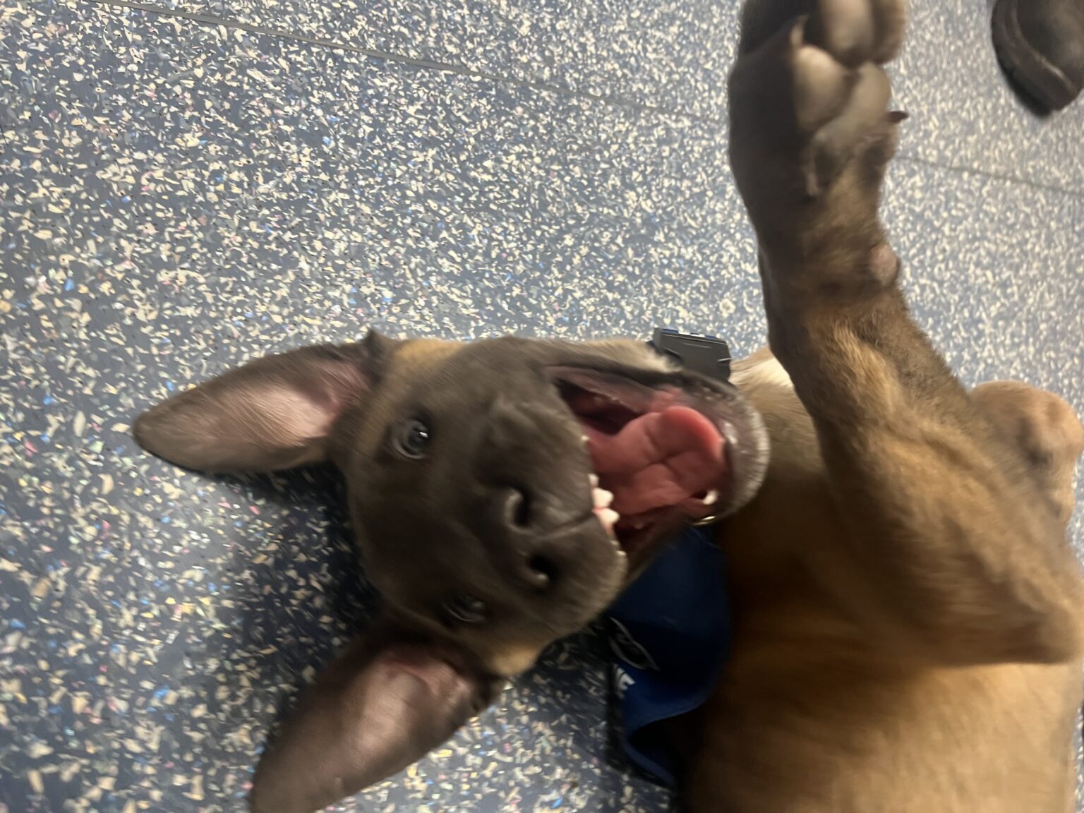 Great uncle Bulgaria – Cardiff Dogs Home