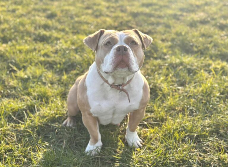 Dogs available for rehoming – Cardiff Dogs Home