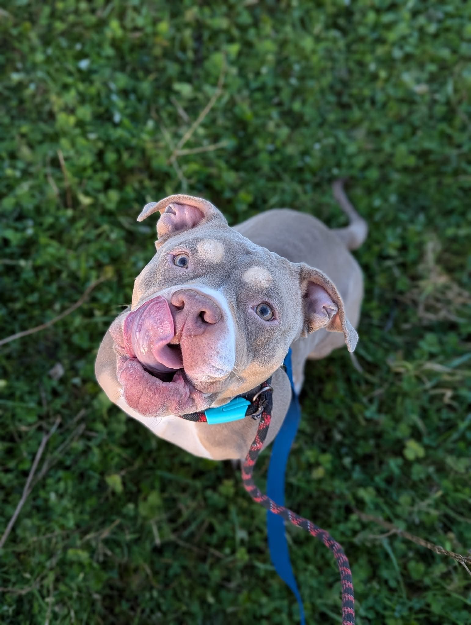 Mary – Cardiff Dogs Home