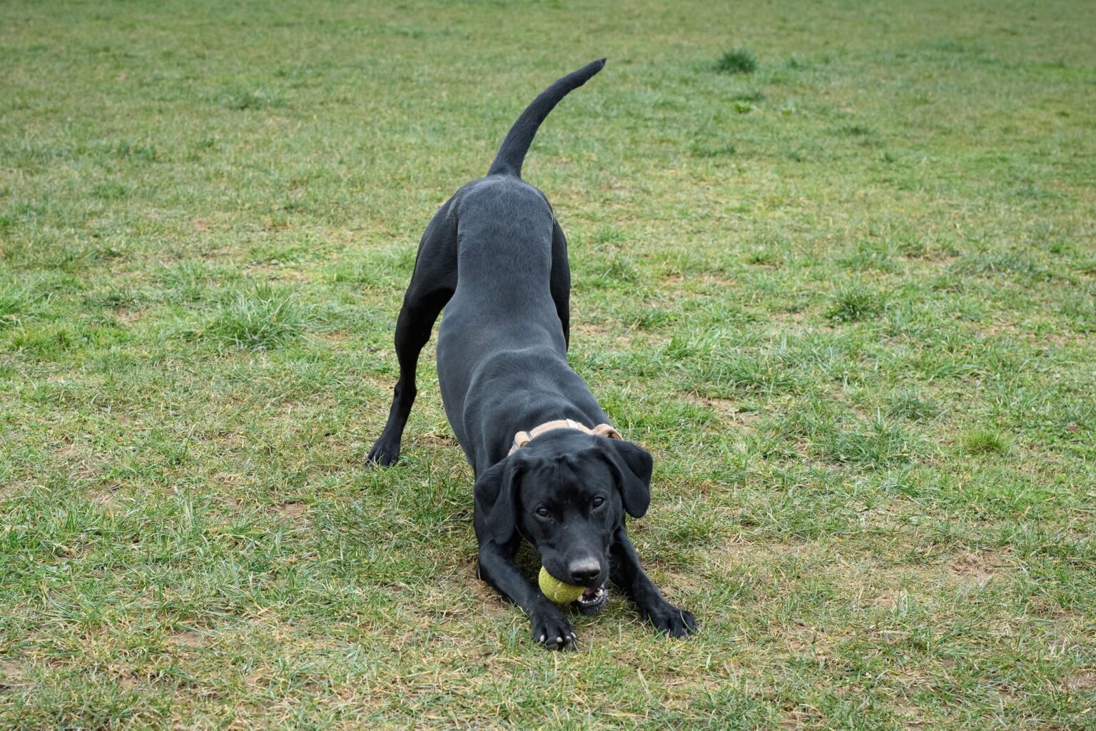 Bob – Cardiff Dogs Home