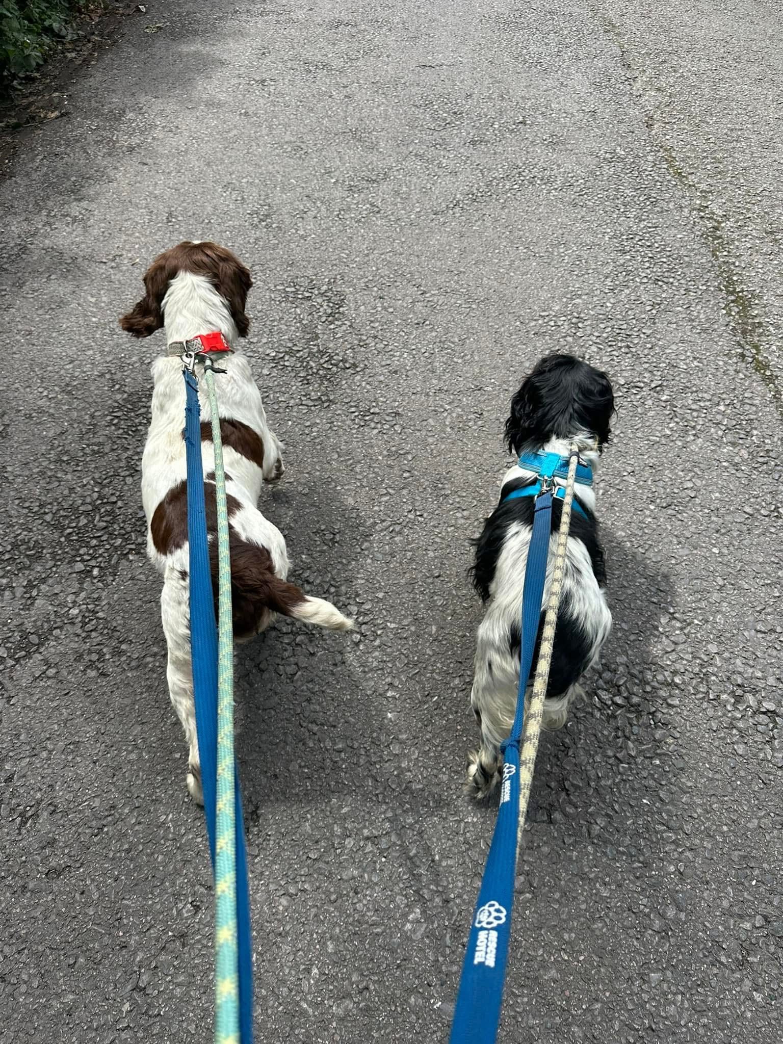 Brittany – Cardiff Dogs Home