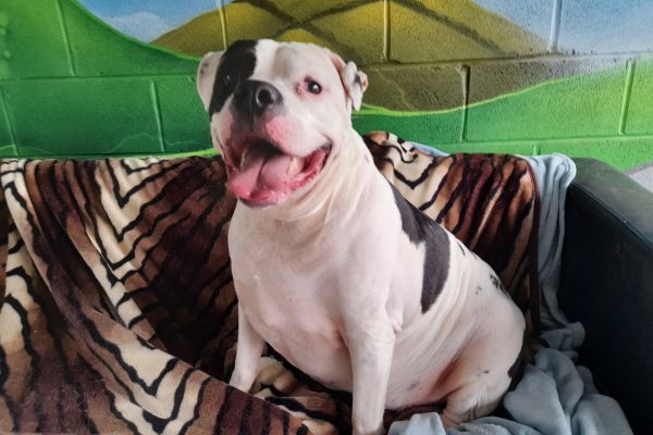 Welcome to Cardiff Dogs Home - Cardiff Dogs Home