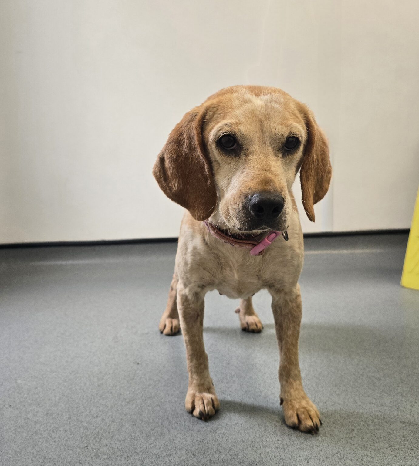 Dogs available for rehoming – Cardiff Dogs Home