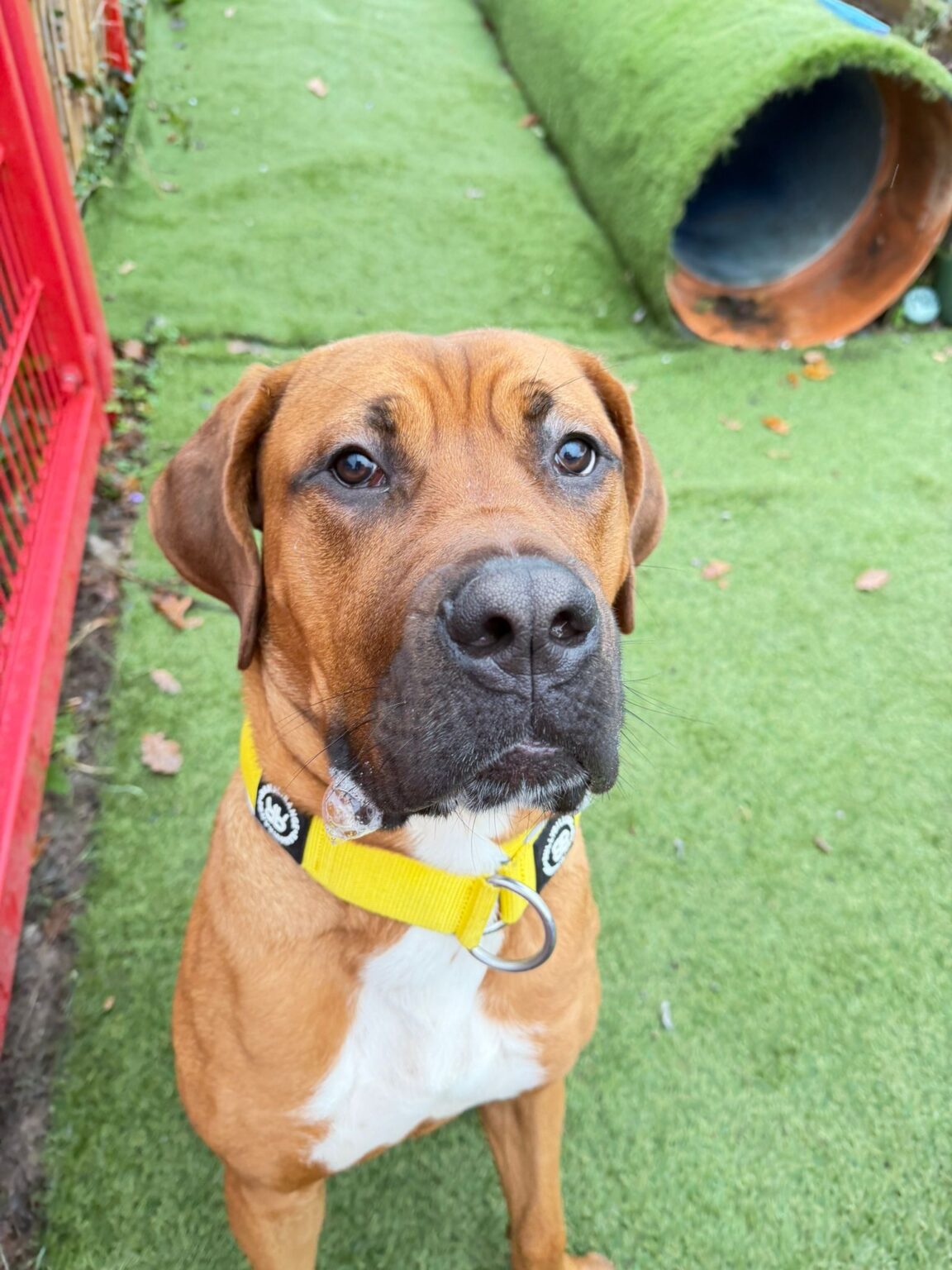 Big Bruno – Cardiff Dogs Home