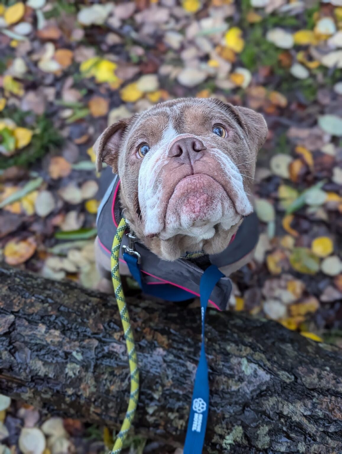 Hulk – Cardiff Dogs Home