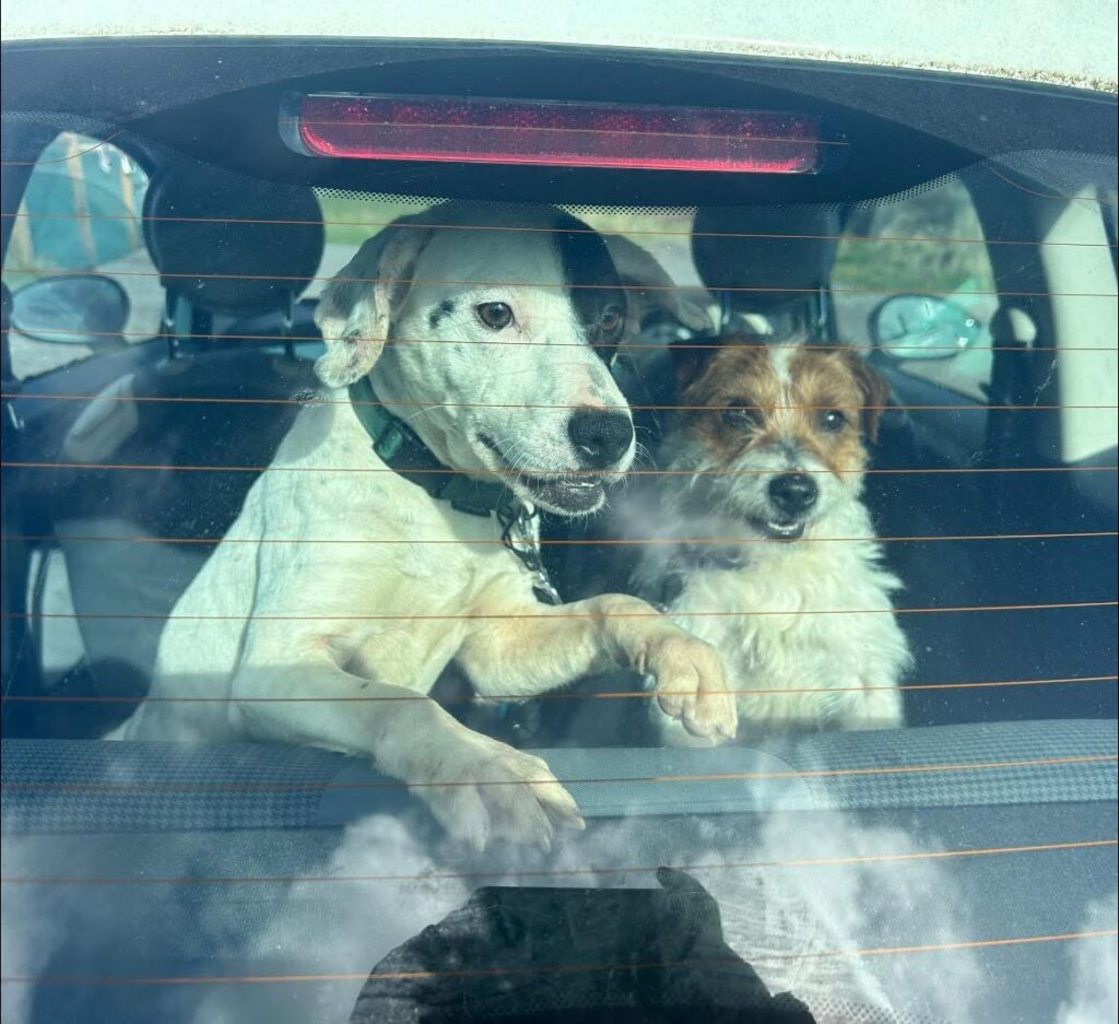 Cardiff Dogs Home – Rehome a dog