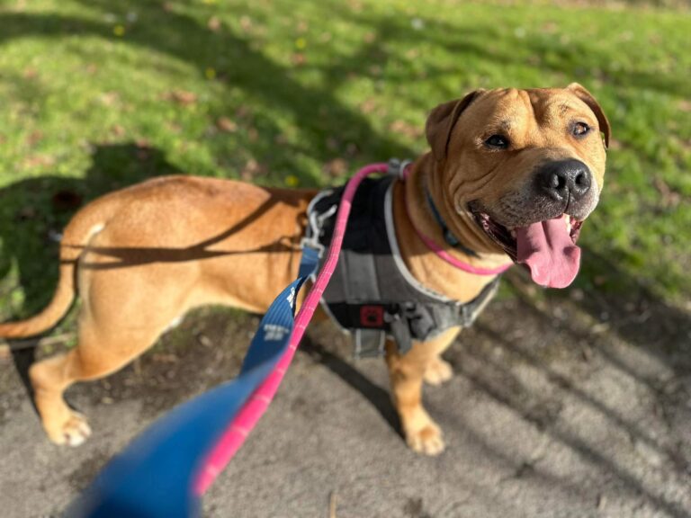 Dogs available for rehoming – Cardiff Dogs Home