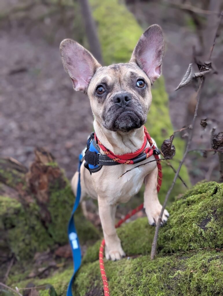 Cardiff Dogs Home – Rehome a dog