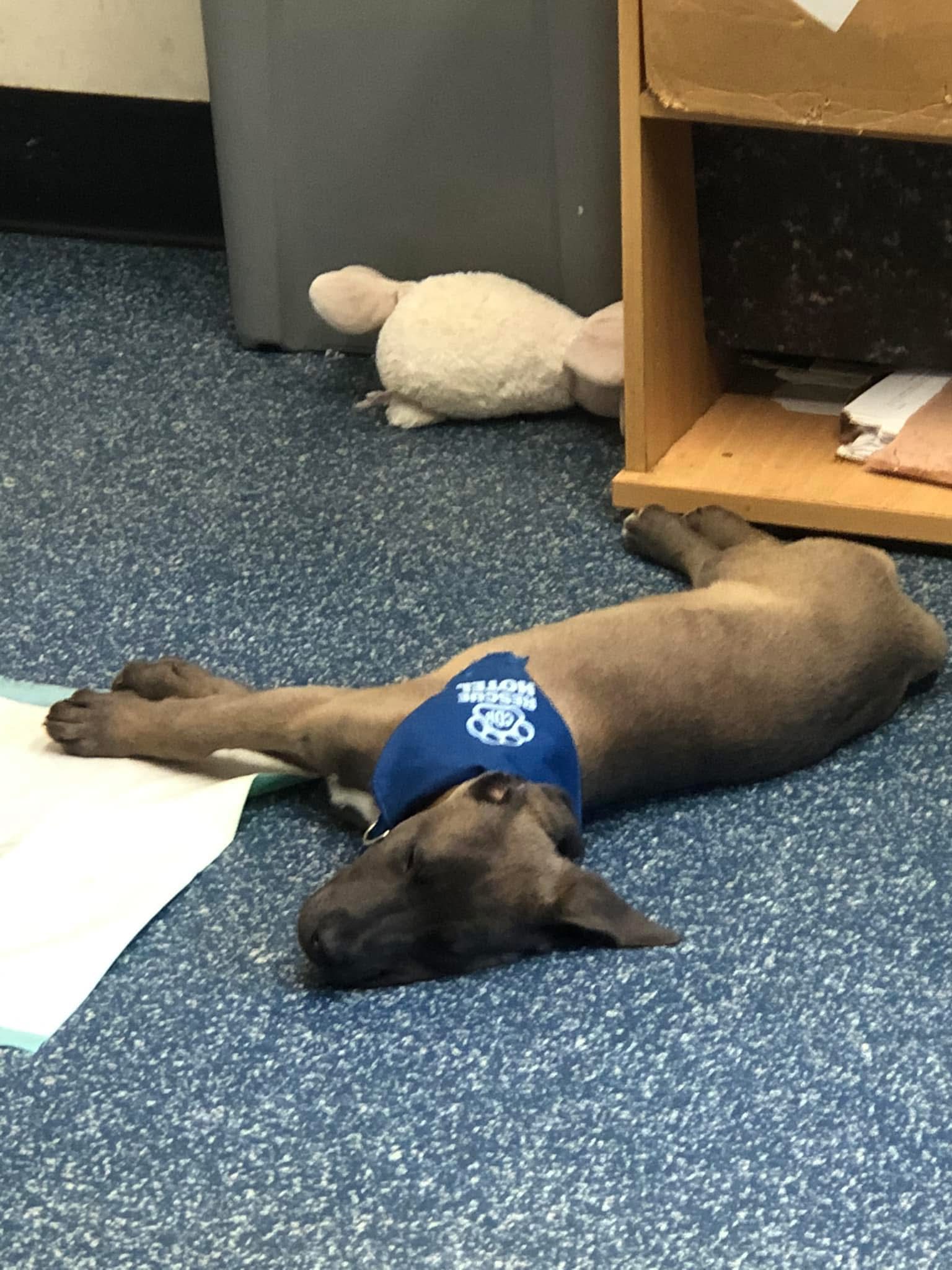 Great uncle Bulgaria – Cardiff Dogs Home