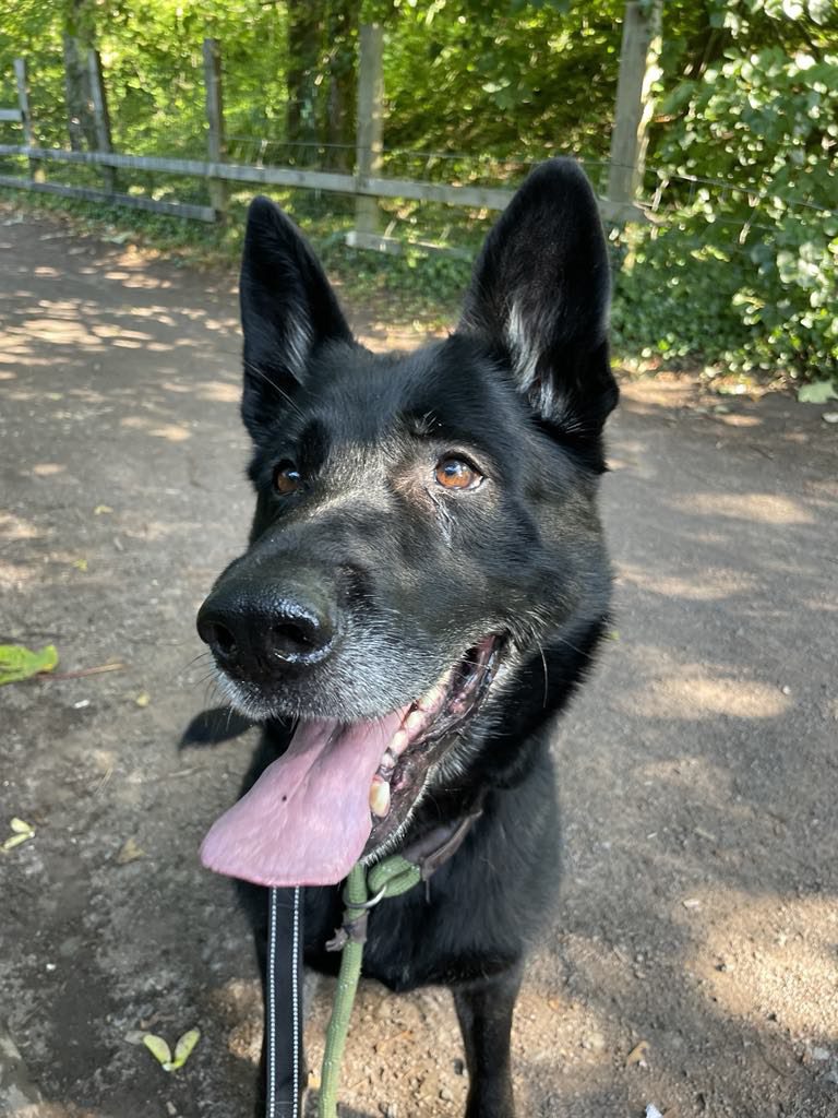 Cardiff Dogs Home – Rehome a dog