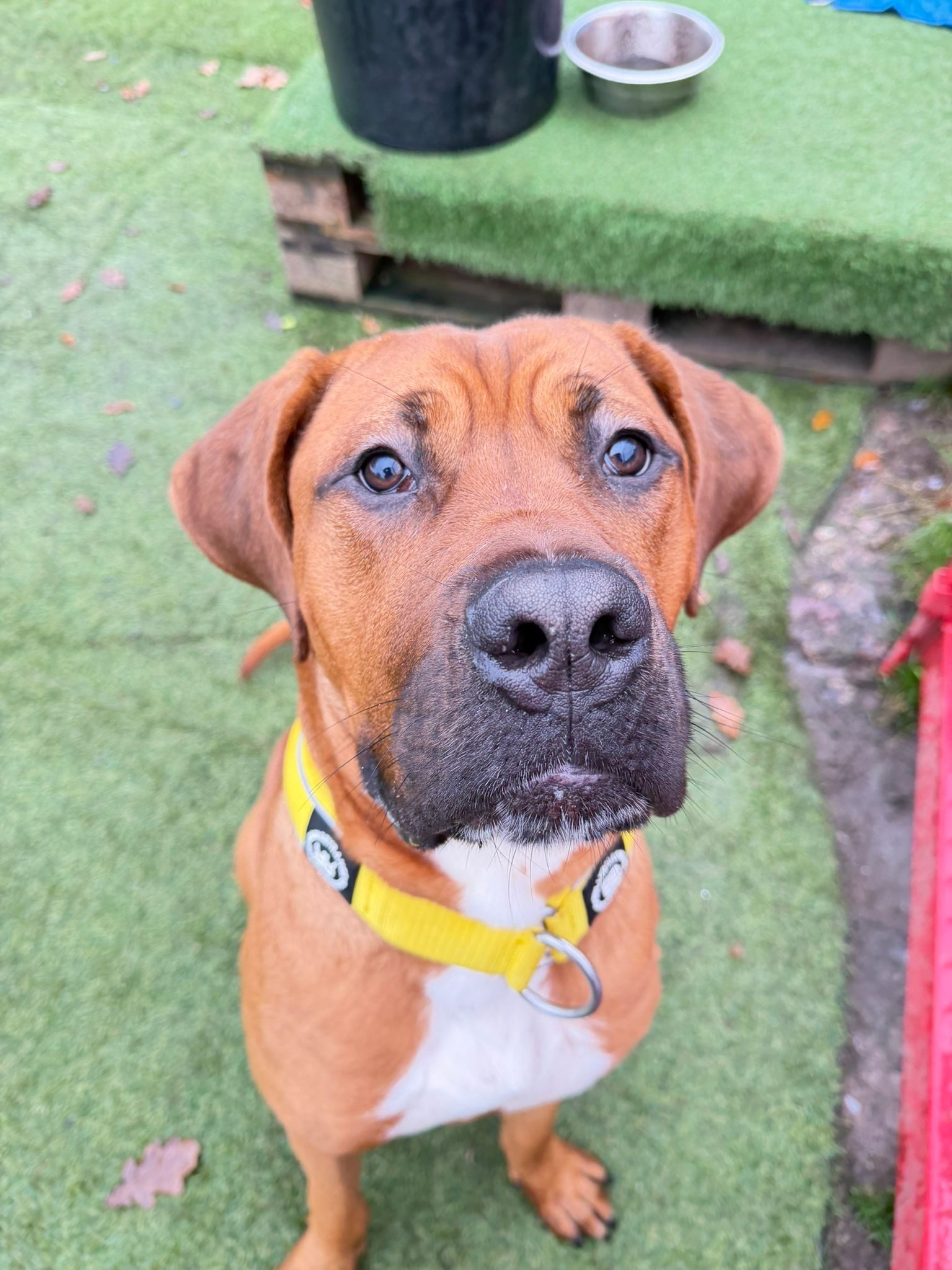 Big Bruno – Cardiff Dogs Home