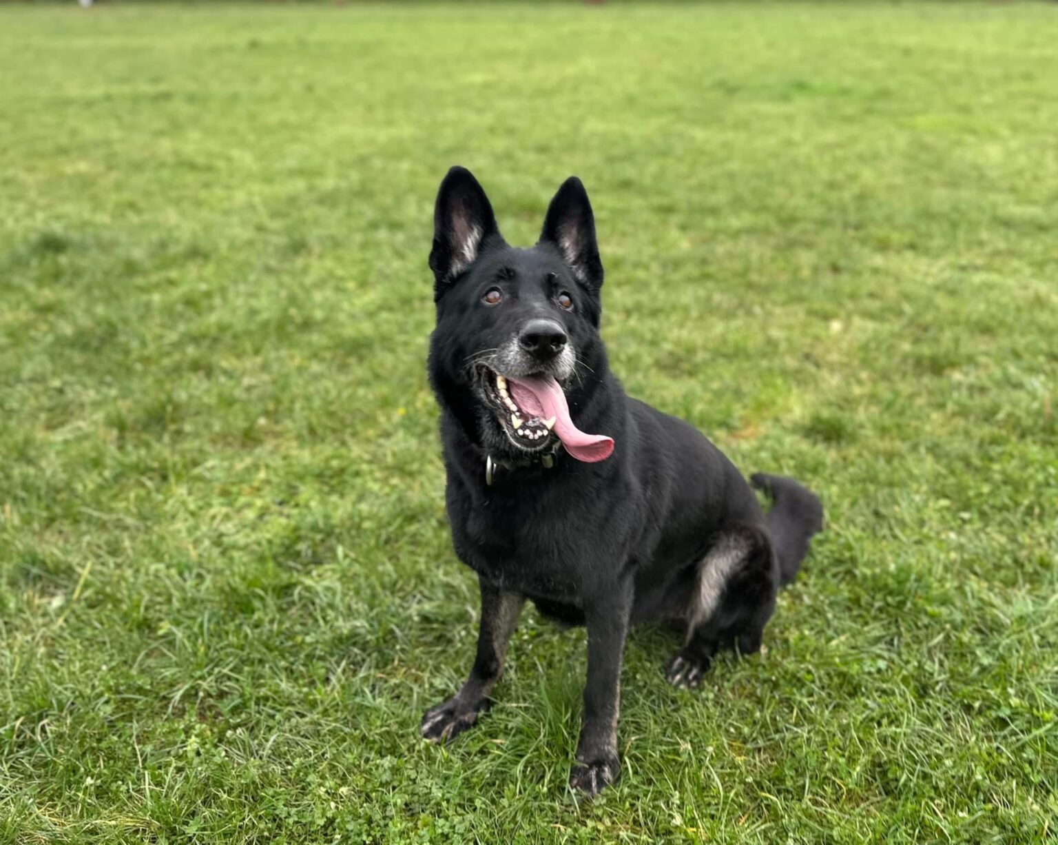 Holly – Cardiff Dogs Home