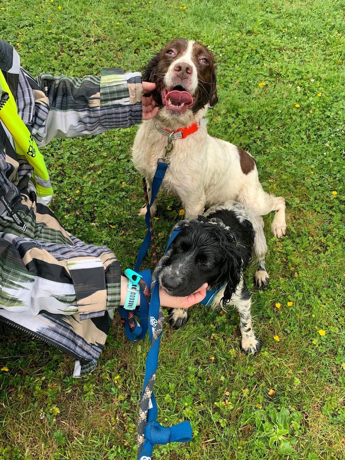 Brittany – Cardiff Dogs Home