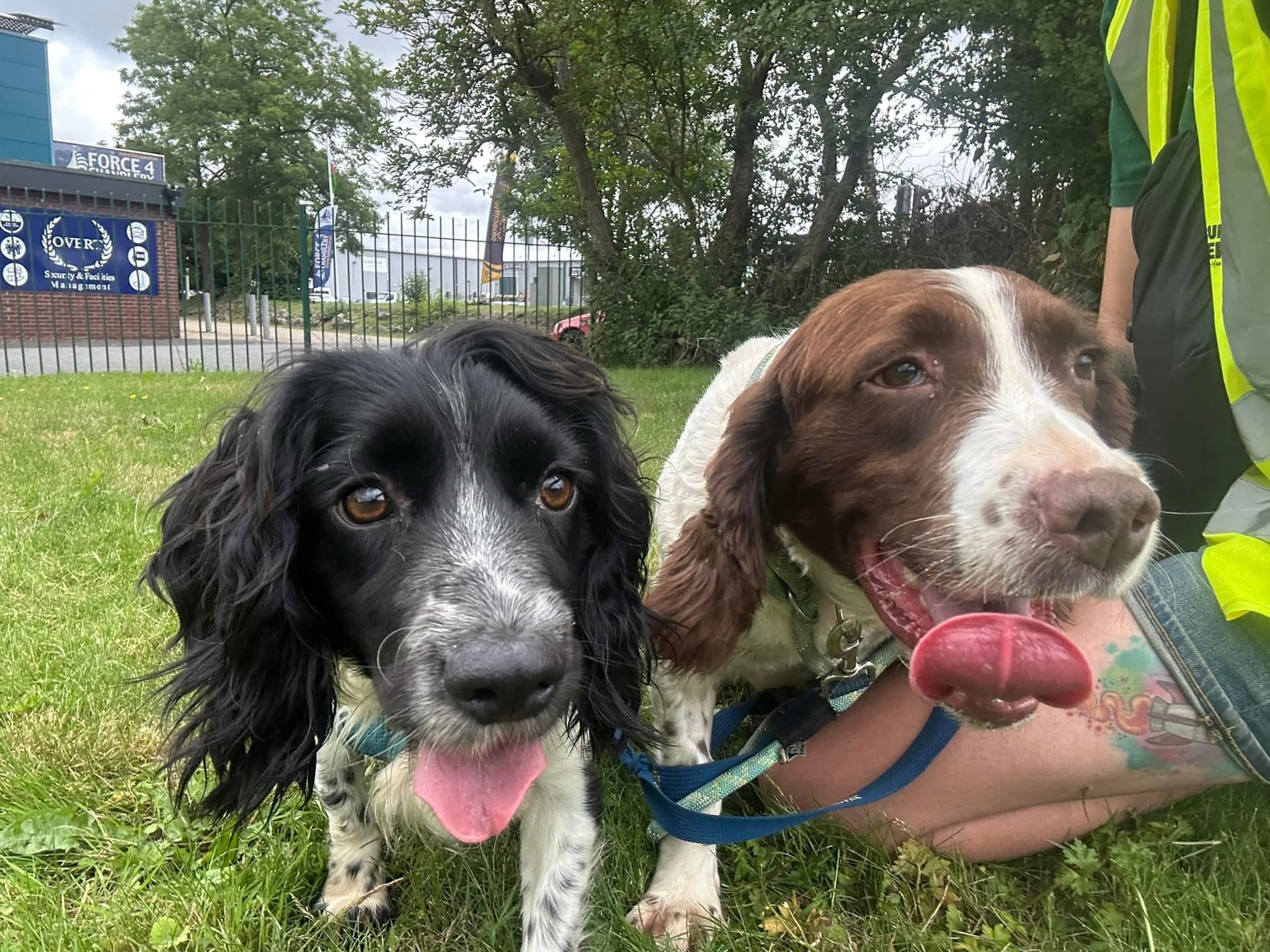 Brittany – Cardiff Dogs Home