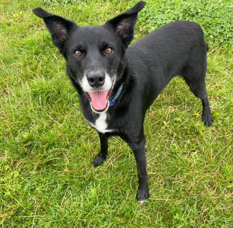 Dogs available for rehoming - Cardiff Dogs Home