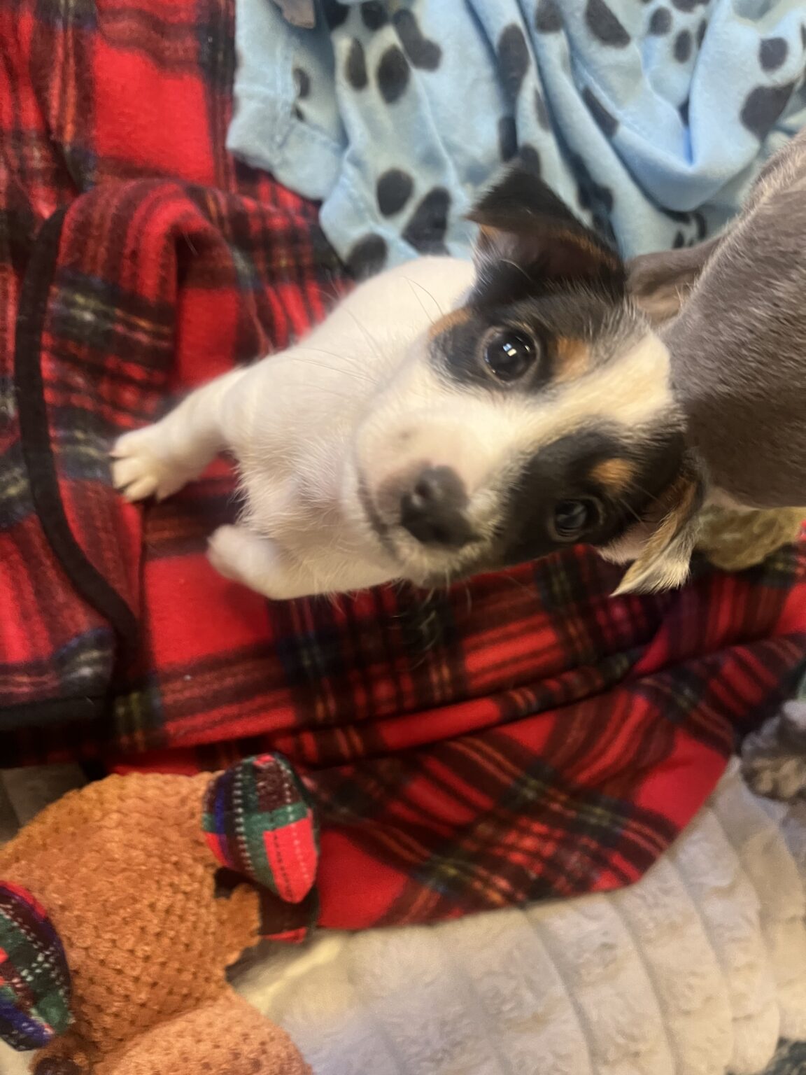 Bonnie and Clyde – Cardiff Dogs Home