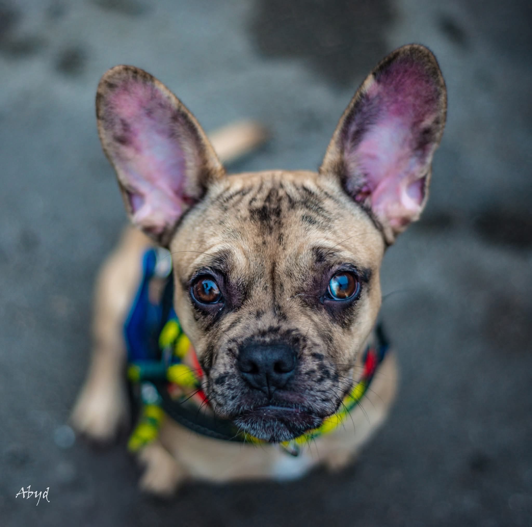 Cheddar – Cardiff Dogs Home