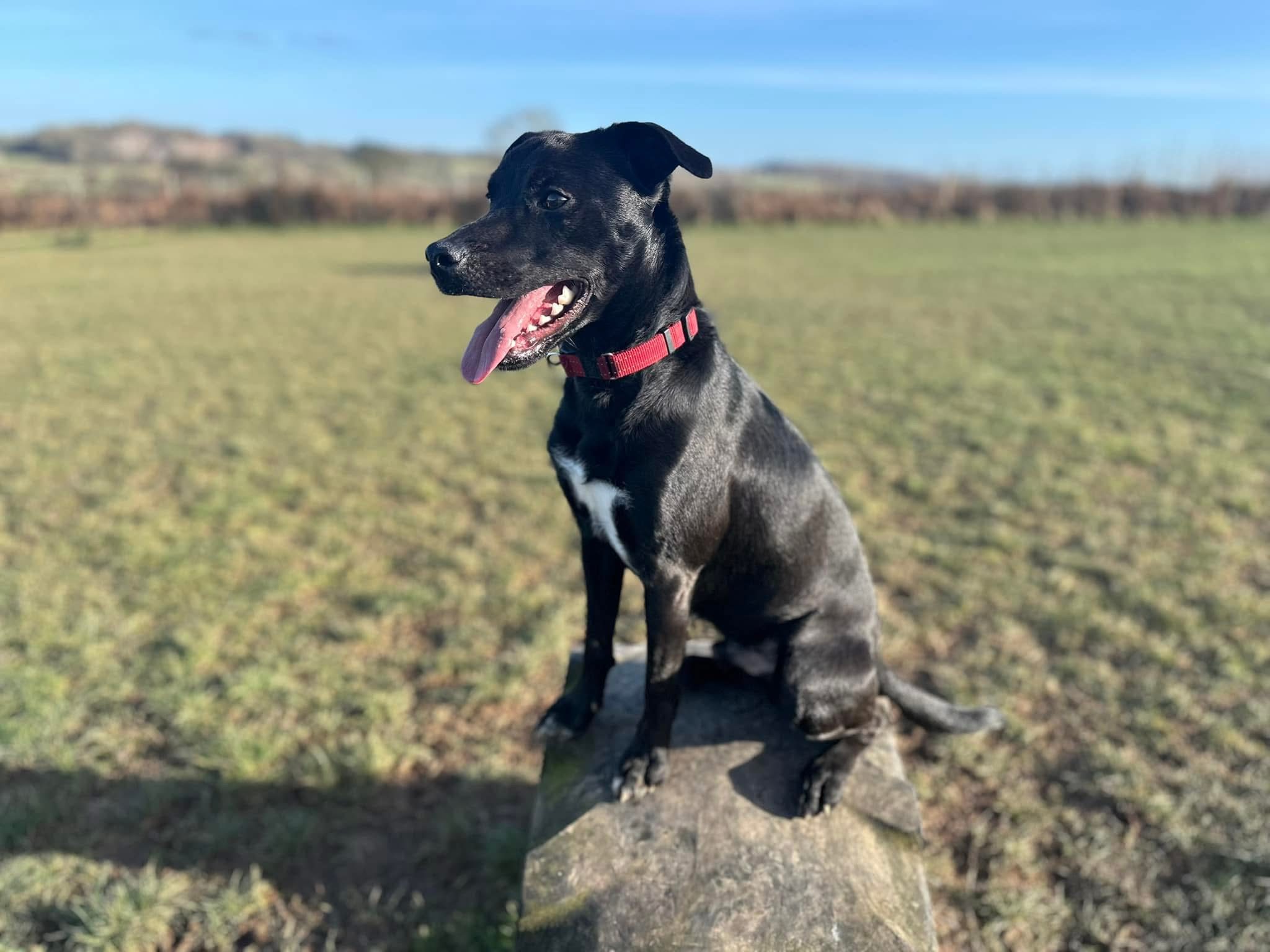 Jason – Cardiff Dogs Home