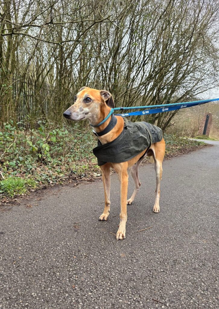 Cardiff Dogs Home – Rehome a dog