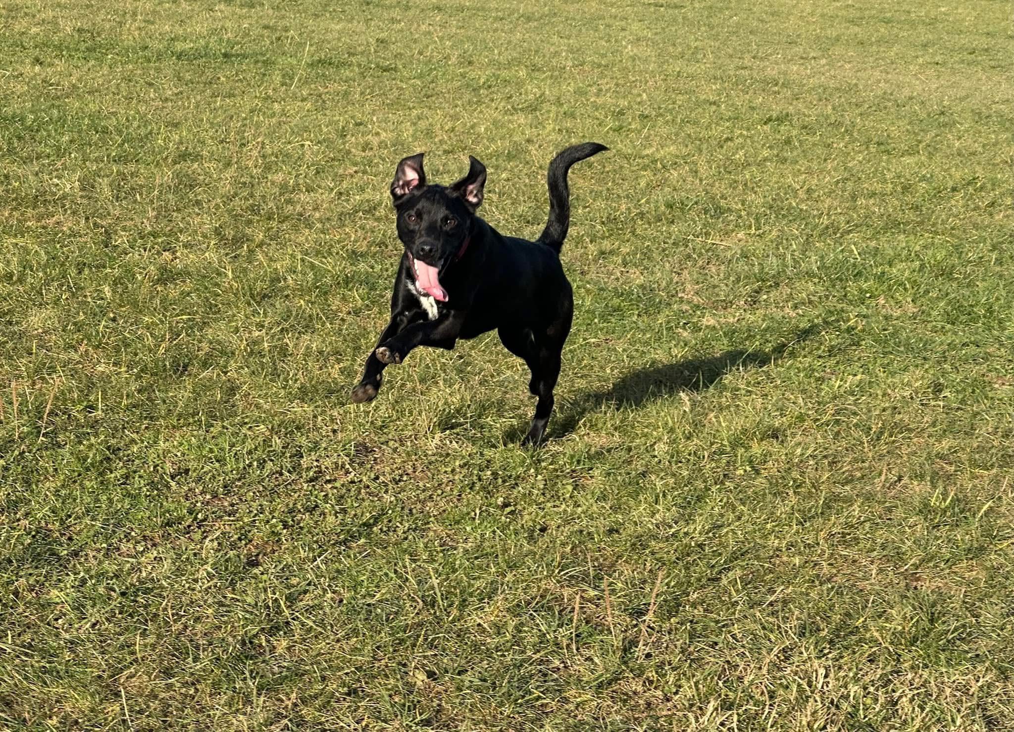 Jason – Cardiff Dogs Home