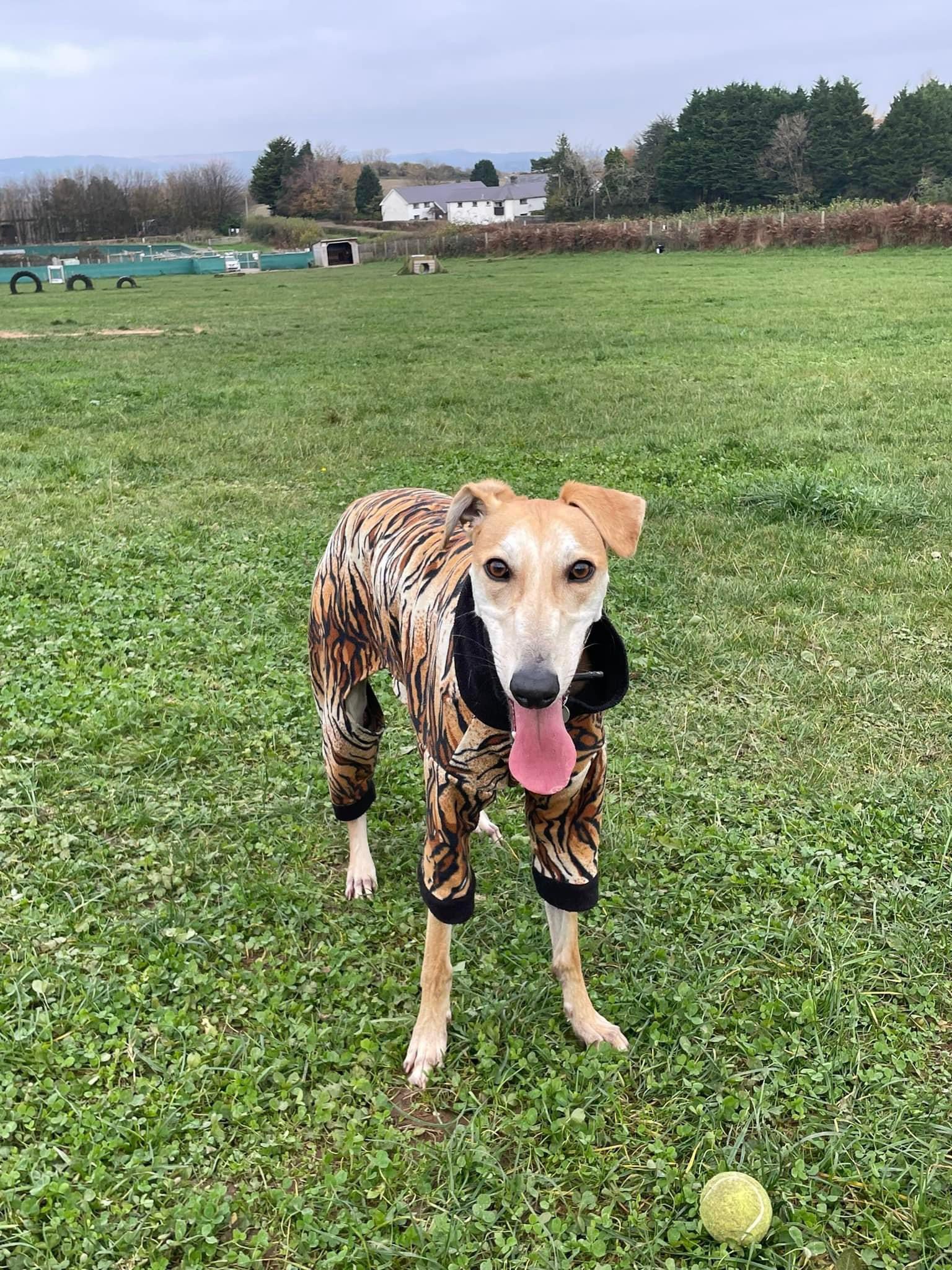 Dart – Cardiff Dogs Home