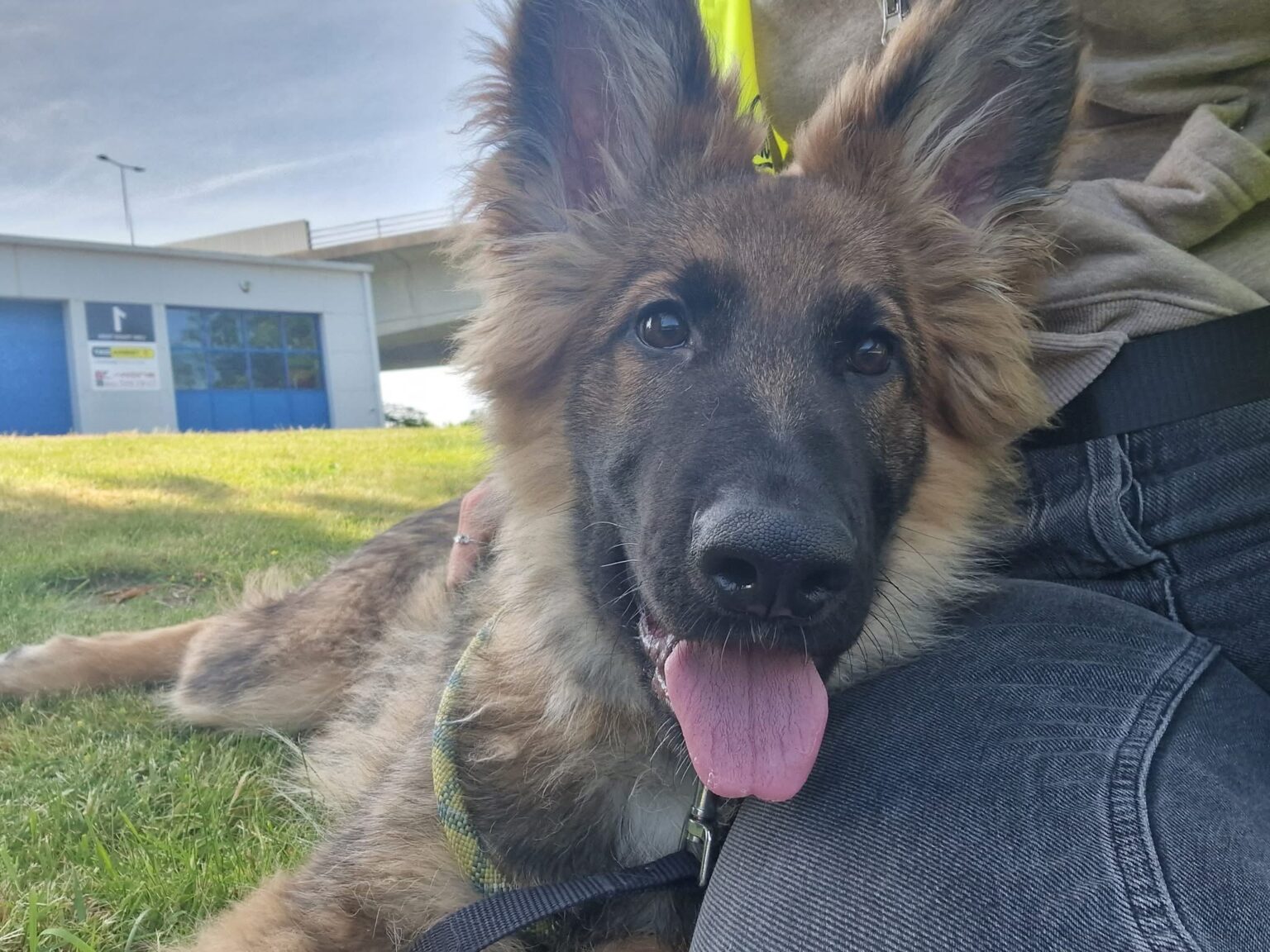 Sebastian – Cardiff Dogs Home