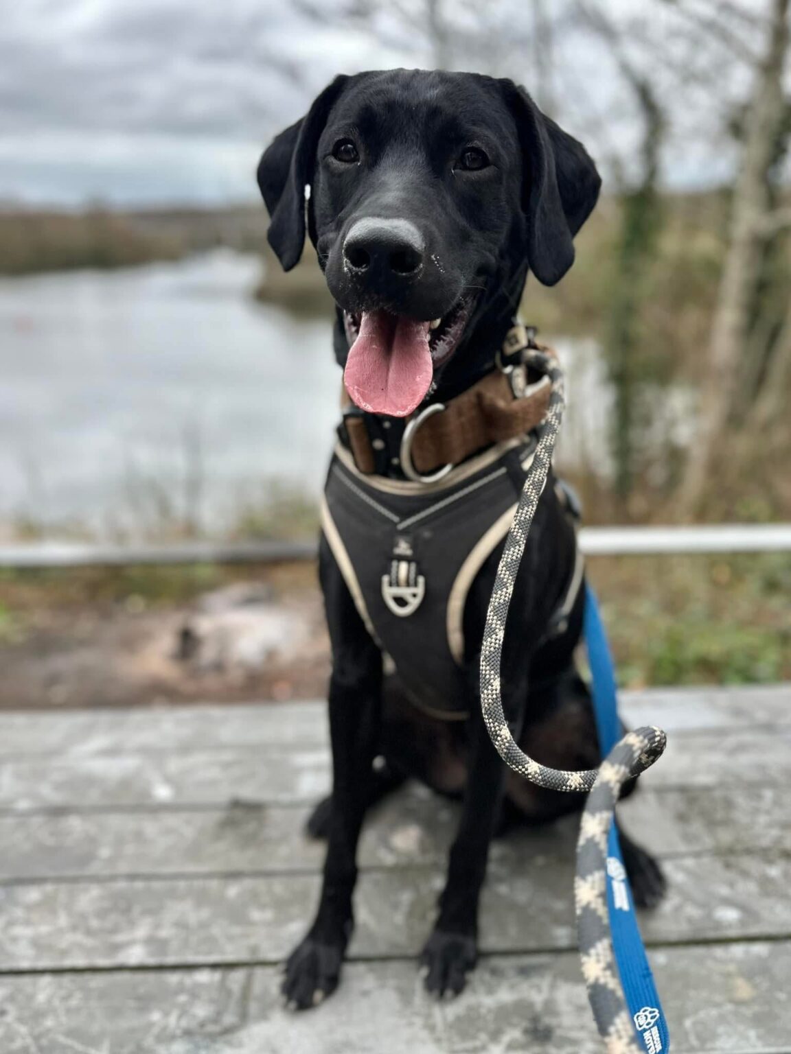 Bob – Cardiff Dogs Home