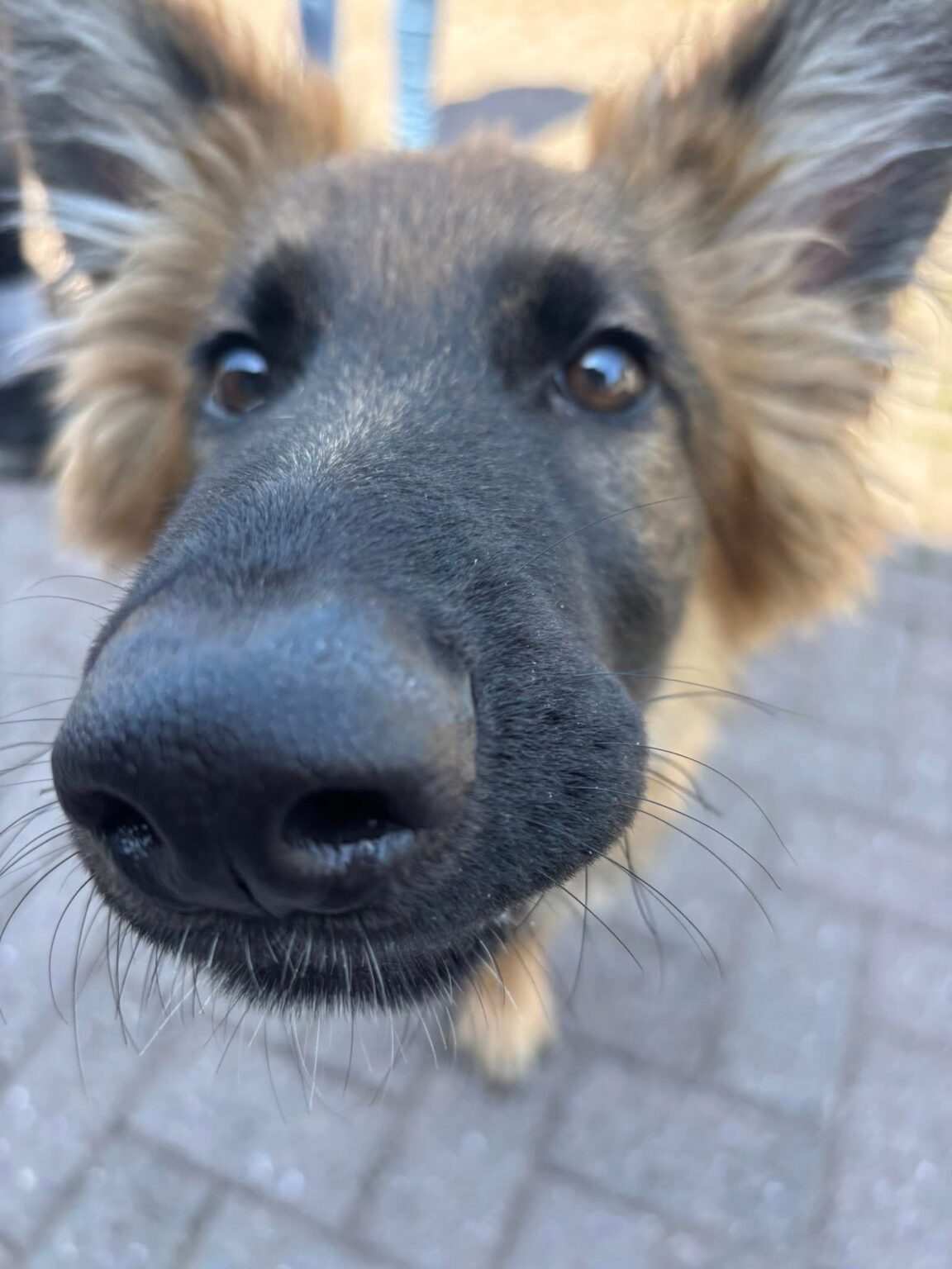 Sebastian – Cardiff Dogs Home