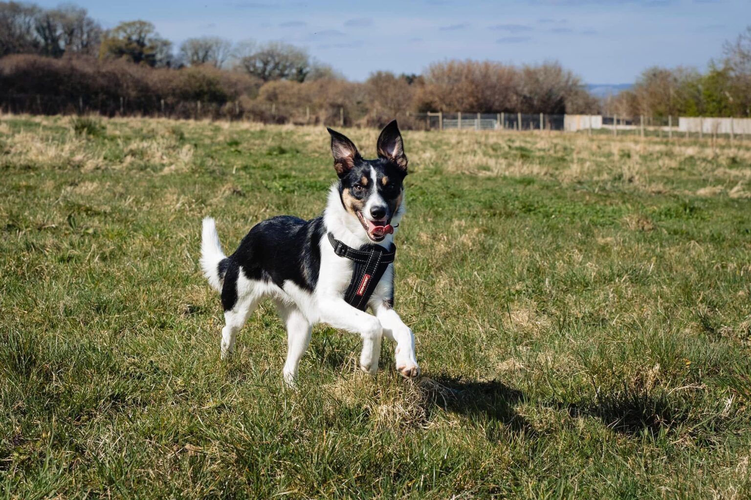 Dogs available for rehoming – Cardiff Dogs Home