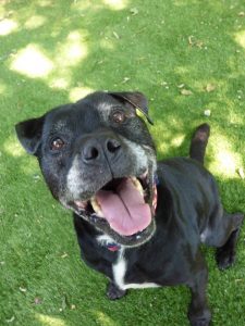 Dogs available for rehoming - Cardiff Dogs Home