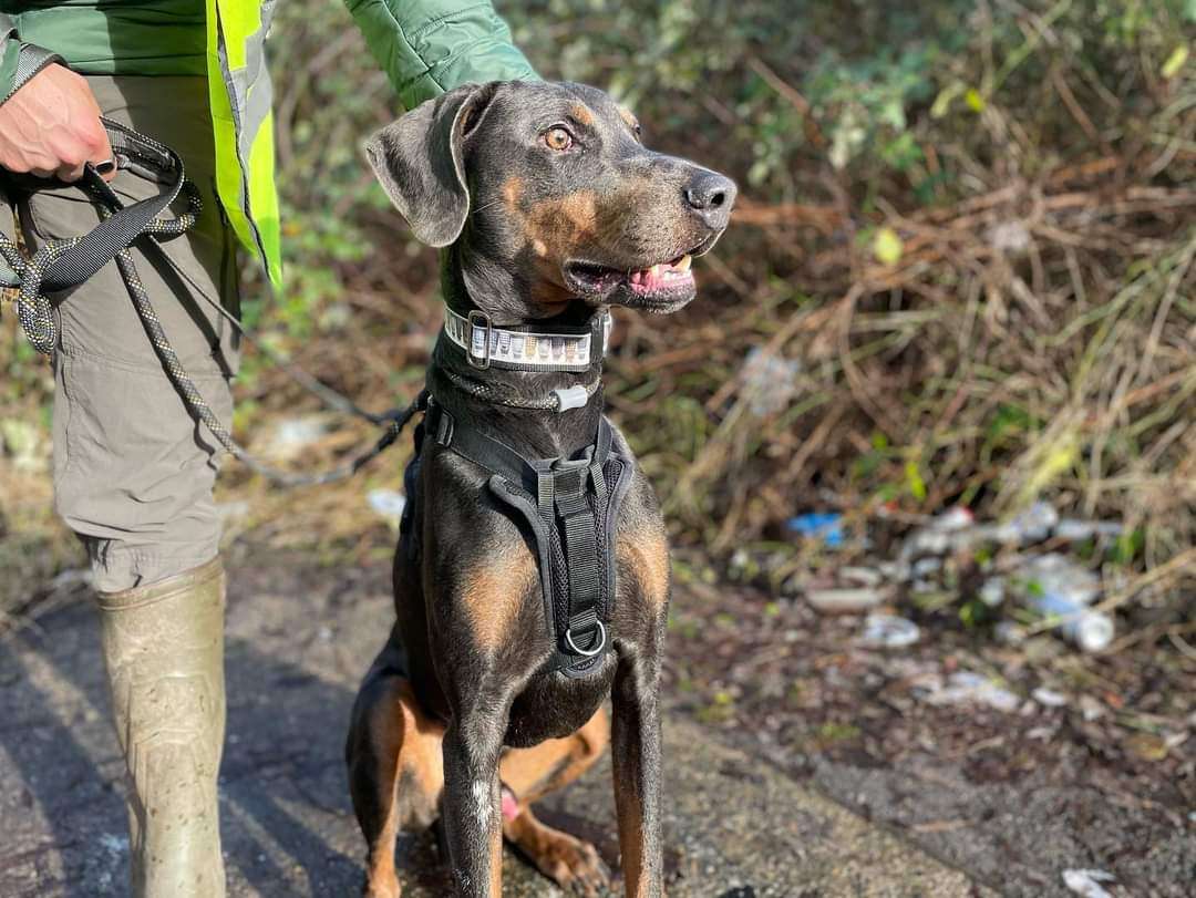 Welcome to Cardiff Dogs Home - Cardiff Dogs Home