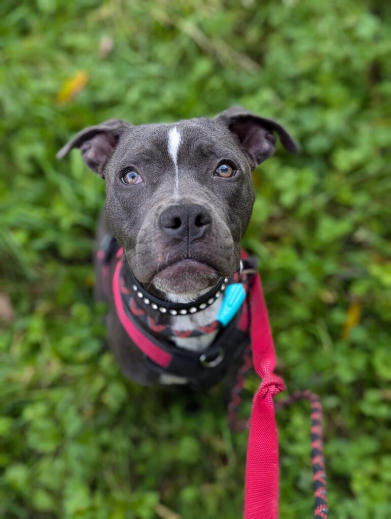 Welcome to Cardiff Dogs Home - Cardiff Dogs Home