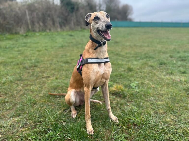 Dogs available for rehoming – Cardiff Dogs Home