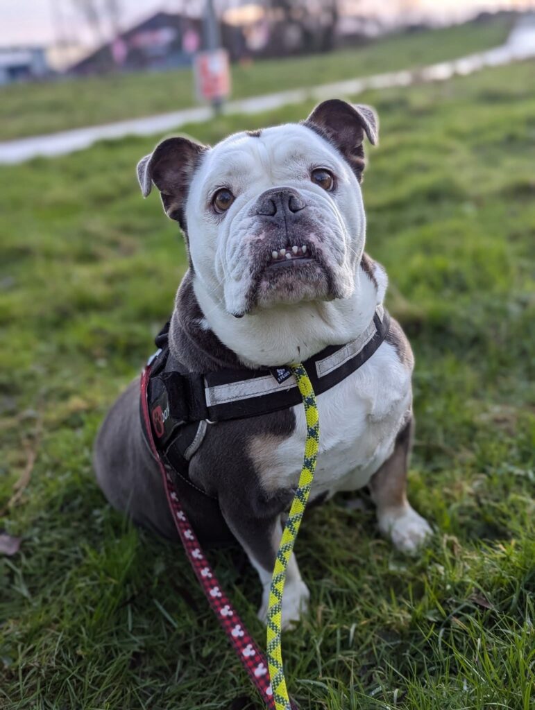 Cardiff Dogs Home – Rehome a dog