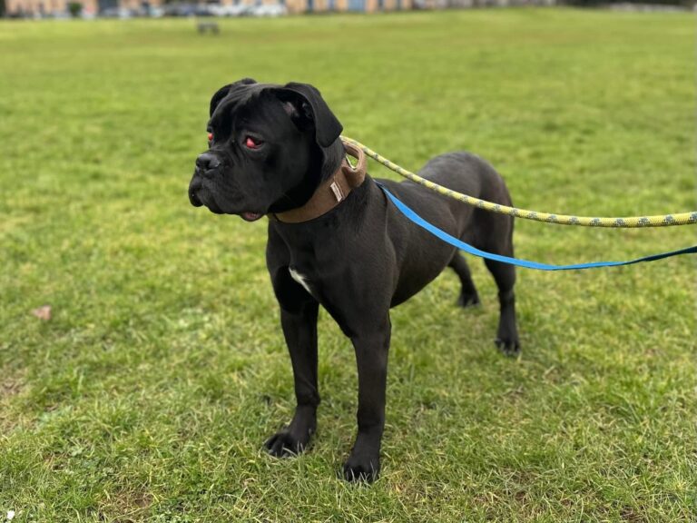 Dogs available for rehoming – Cardiff Dogs Home