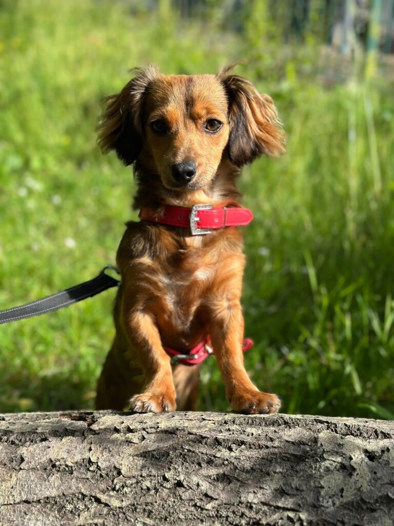 Little Red – Cardiff Dogs Home