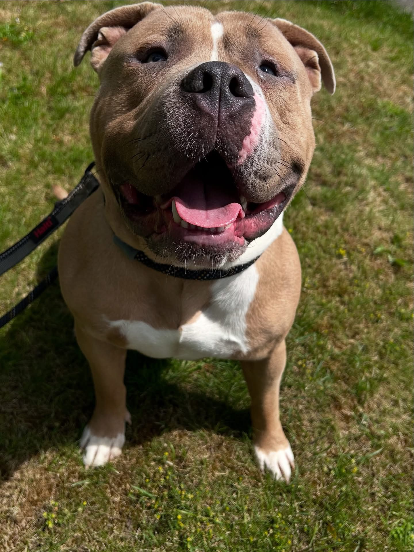 Watson – Cardiff Dogs Home