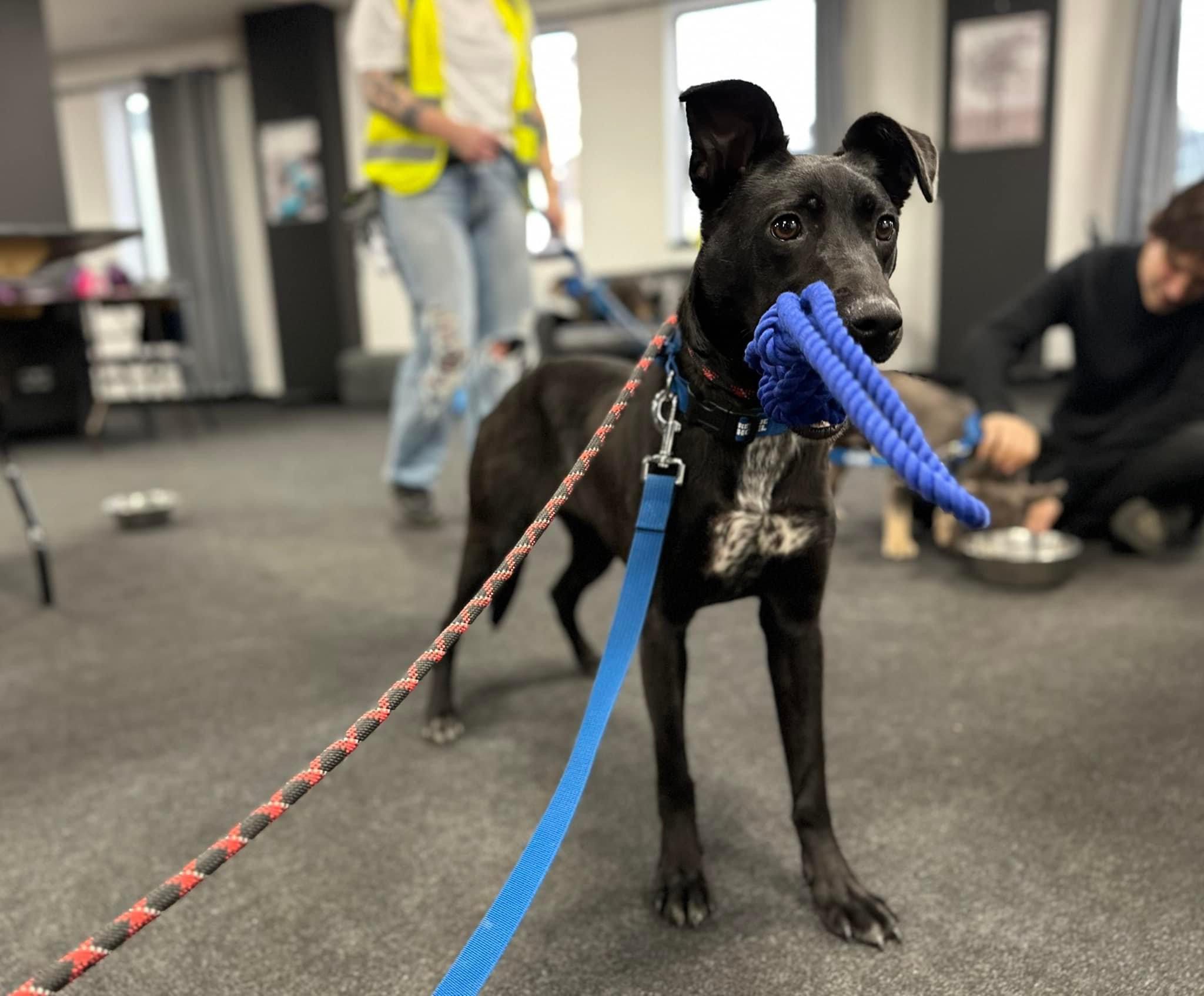 Freya-Louise – Cardiff Dogs Home