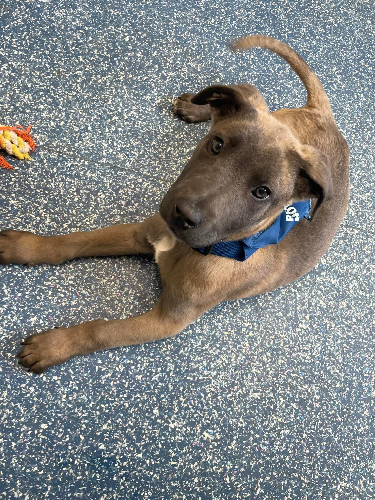 Great uncle Bulgaria – Cardiff Dogs Home