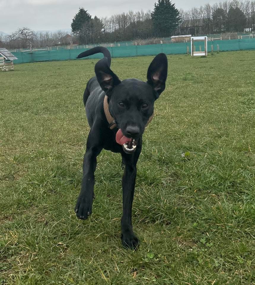 Bob – Cardiff Dogs Home