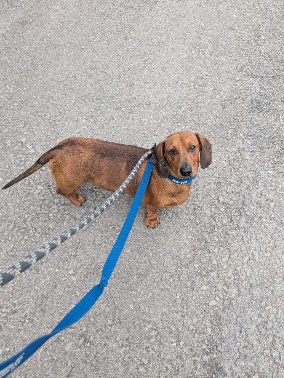 Mr blobby – Cardiff Dogs Home