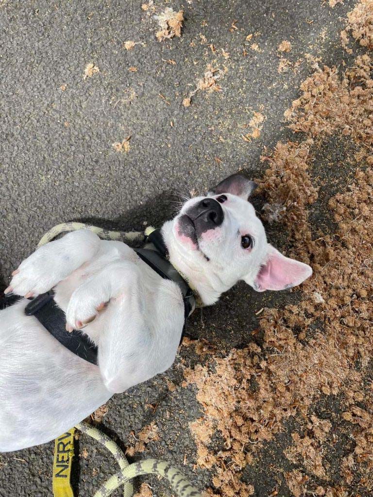 Dogs available for rehoming - Cardiff Dogs Home