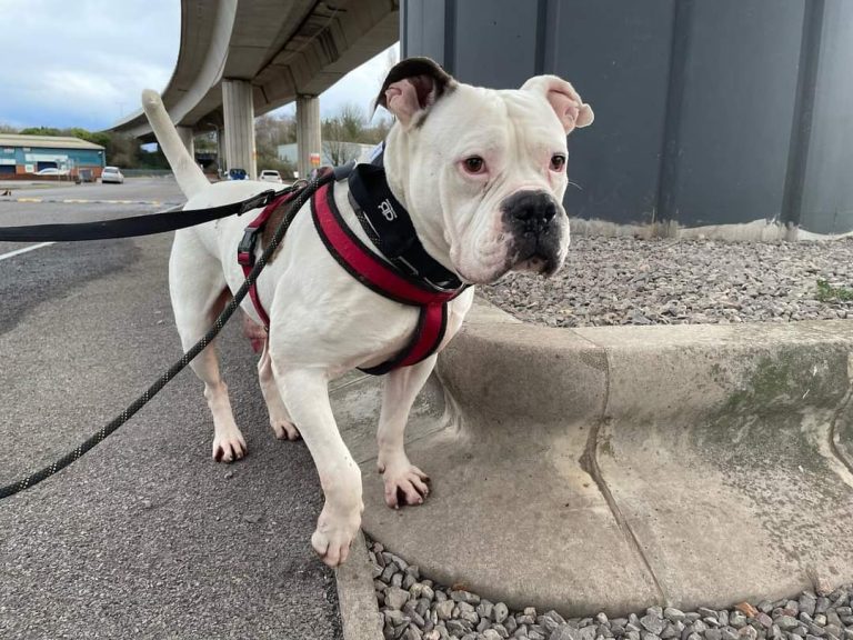 Dogs available for rehoming - Cardiff Dogs Home