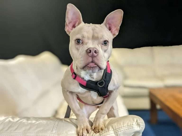 Dogs available for rehoming - Cardiff Dogs Home