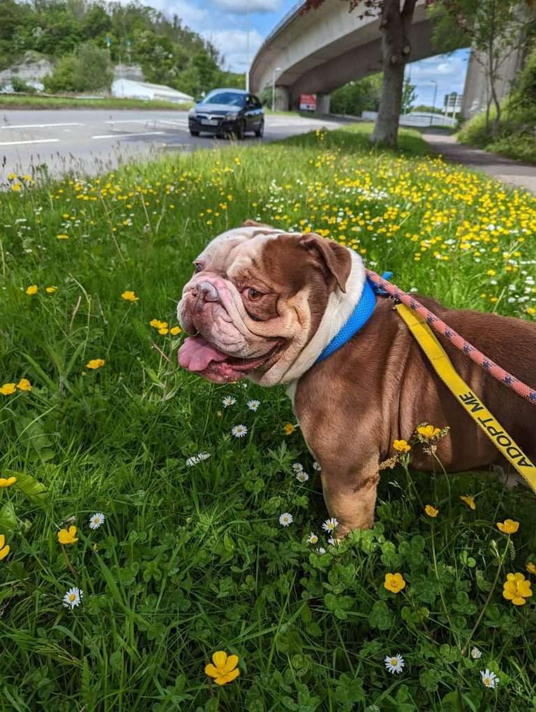 Successfully rehomed dogs - Cardiff Dogs Home