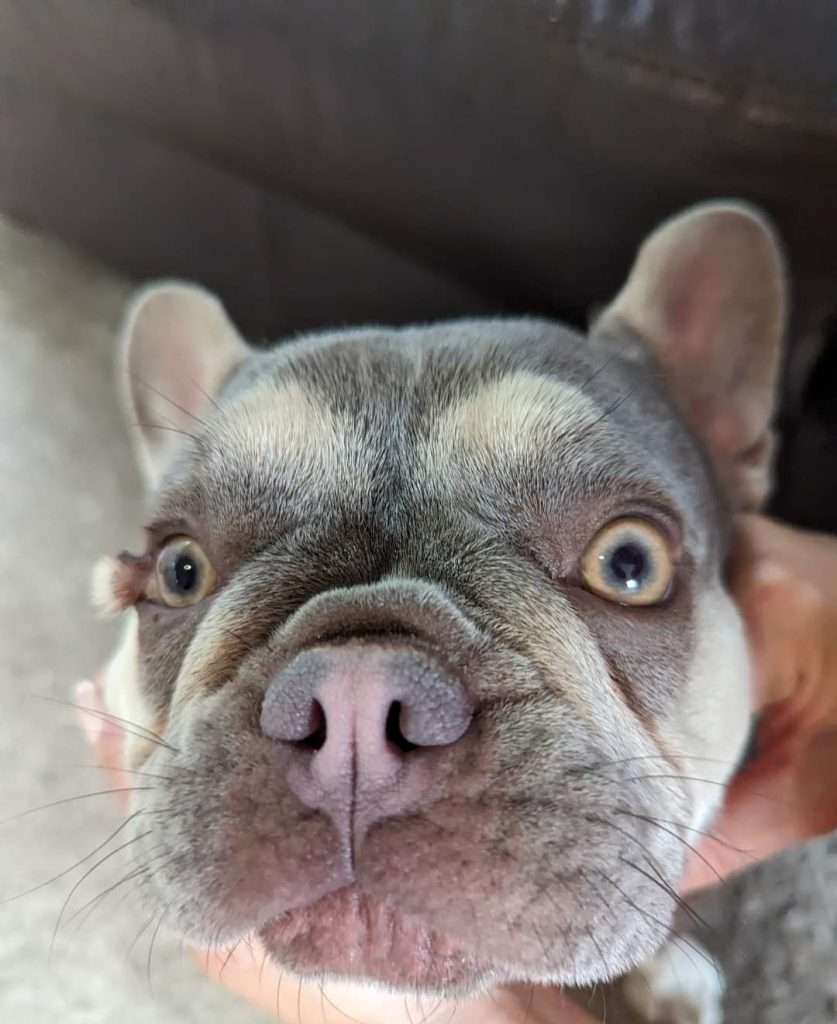 Successfully rehomed dogs - Cardiff Dogs Home