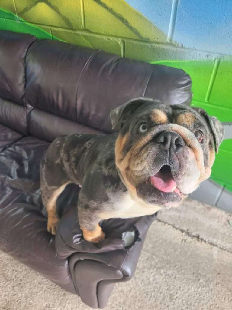 Dogs available for rehoming - Cardiff Dogs Home