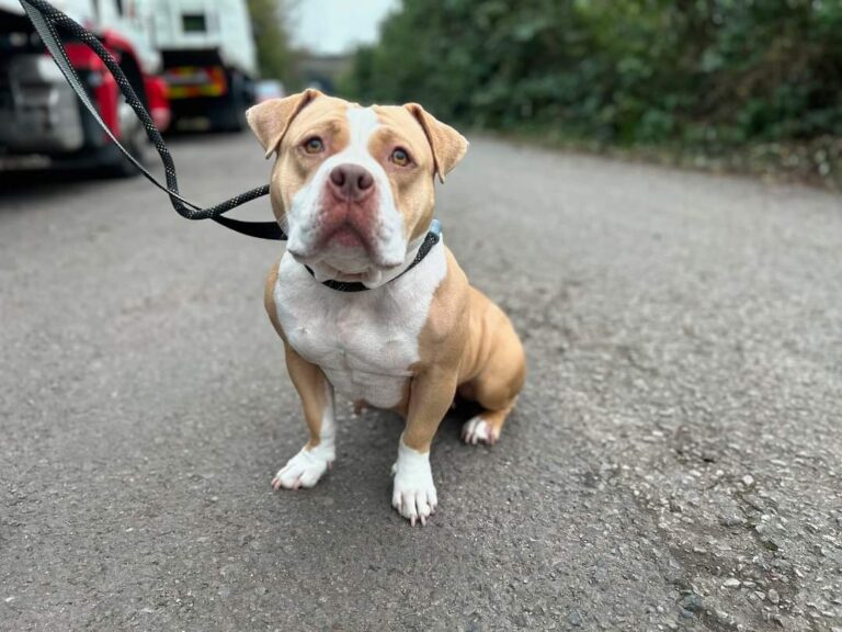 Dogs available for rehoming – Cardiff Dogs Home