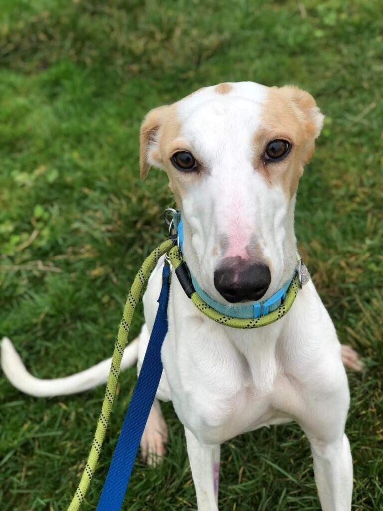 Dogs available for rehoming – Cardiff Dogs Home