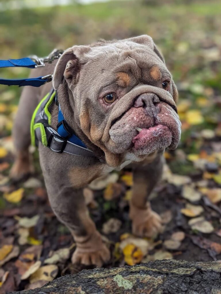 Dogs available for rehoming – Cardiff Dogs Home